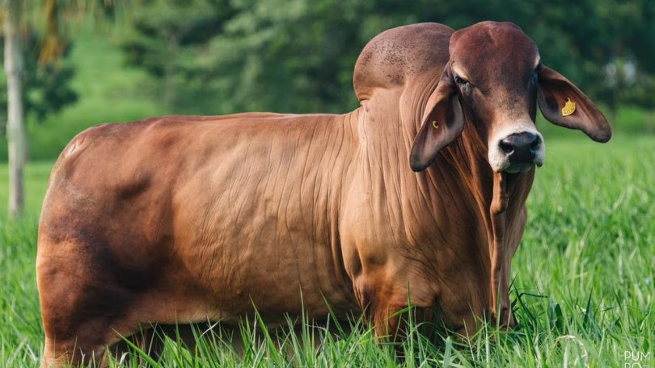 Más HermoSO 🎉 Toro Brahnan Rojo || Ganado Brahman Americano - YouTube