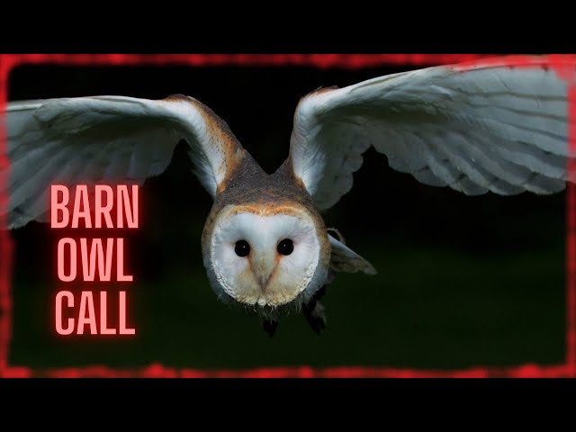 Barn Owl Call