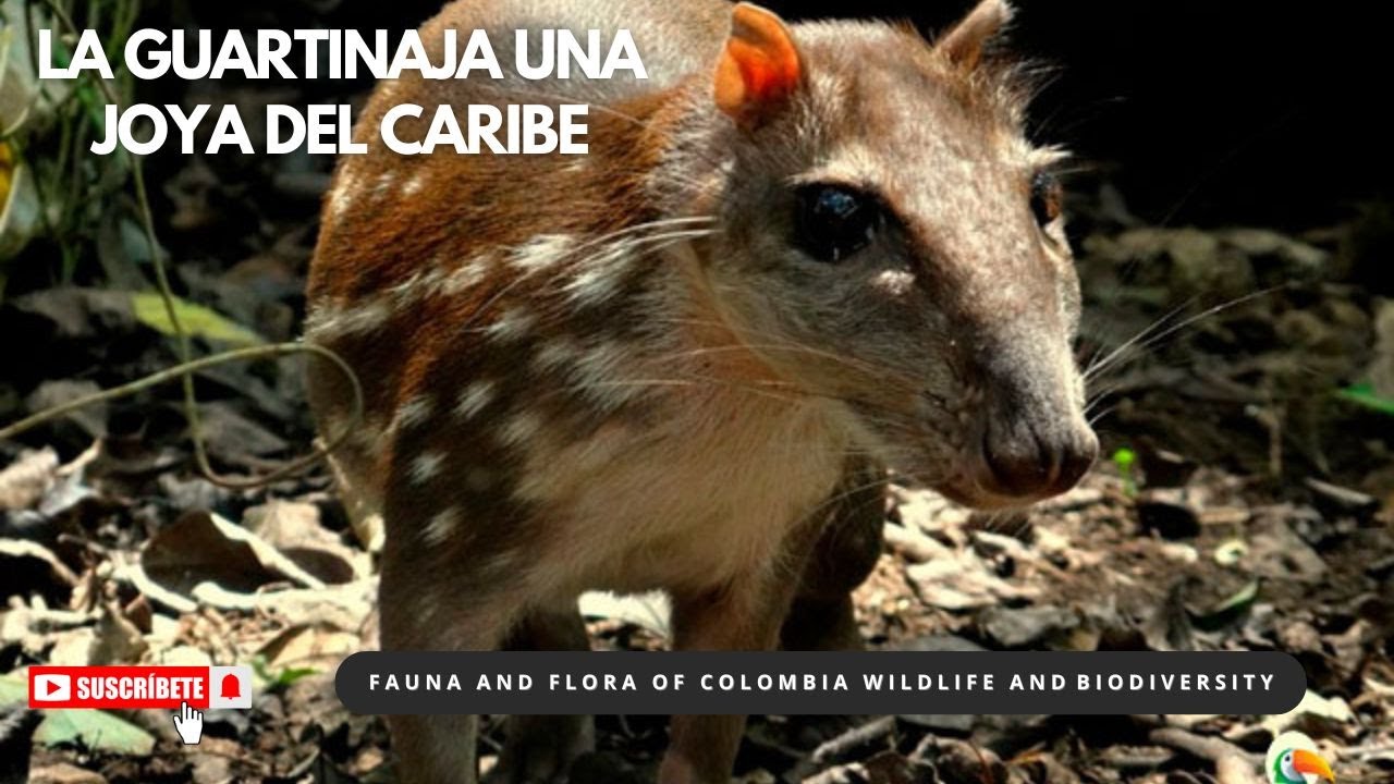 🦡 La Guartinaja. Una joya de la fauna tropical colombiana. #guartinaja ...