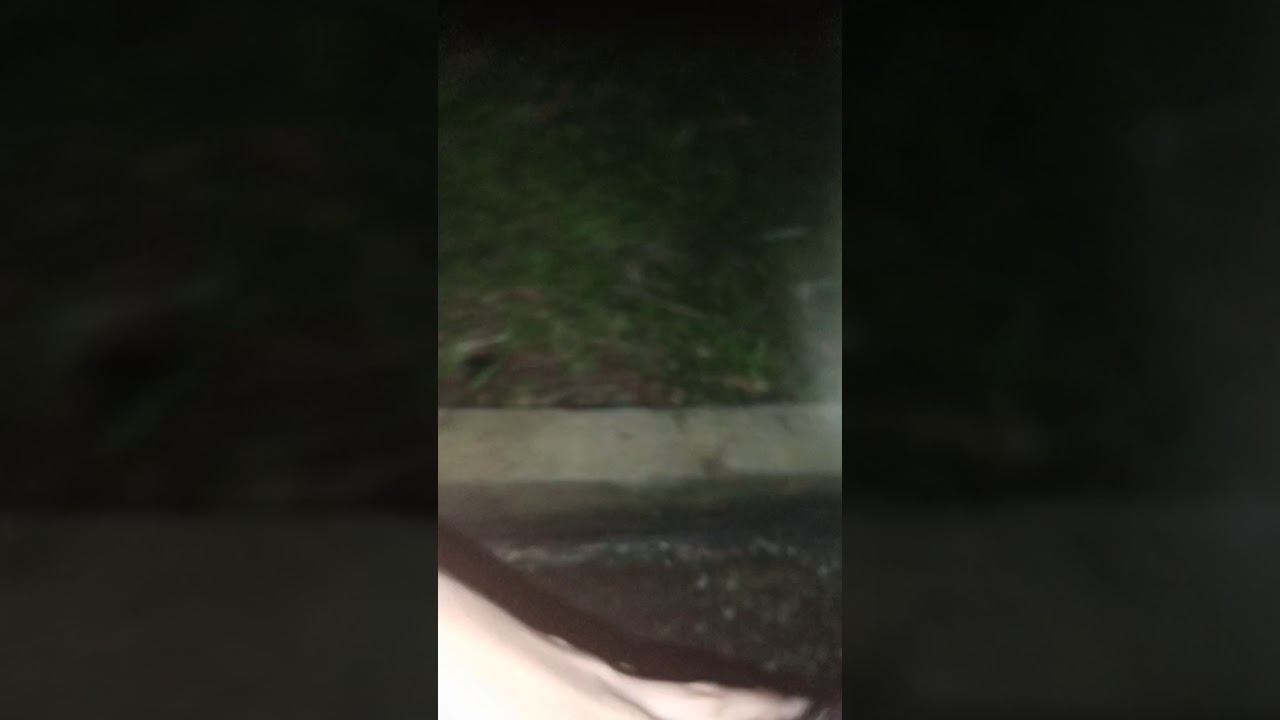 Cartoon cat in real life - YouTube