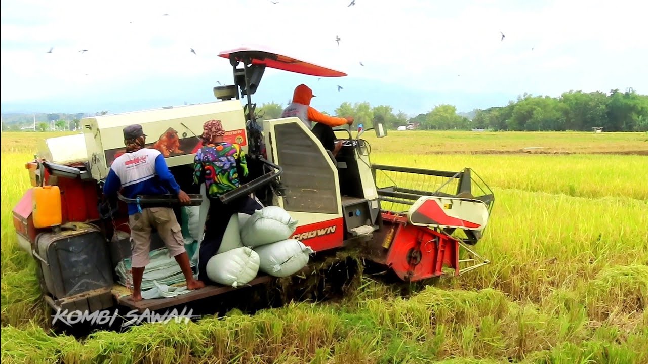COMBINE HARVESTER CROWN SUMO HARVEST RICE FAST (KOMBI SAWAH) - YouTube