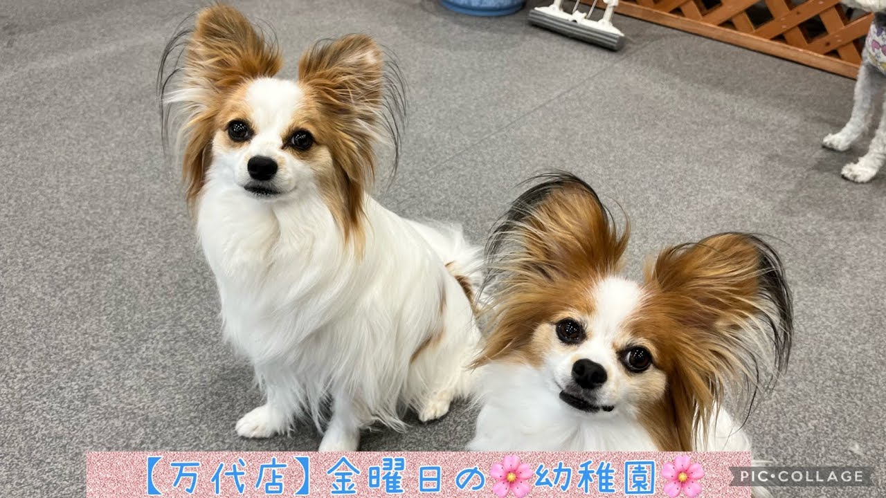 万代店 金曜日の🌸ようちえん🌸 - YouTube