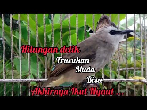 Trucukan muda memanggil Jantan Suara Birahi Ngecuplik 100% pancingan trucukan gacor agar BUNYI EMOSI