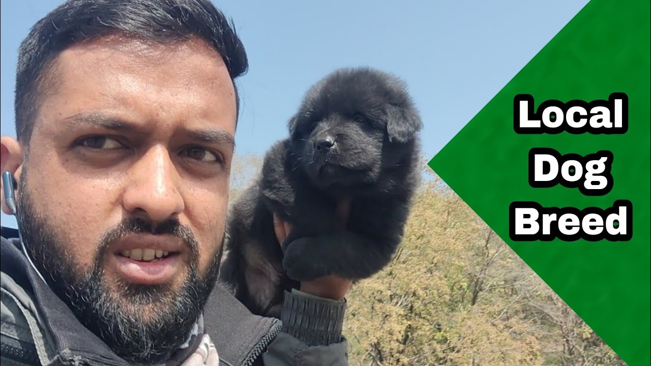 Bhotia dog puppy gaddi dag Himalayan sheepdog uttarakhand wale - YouTube