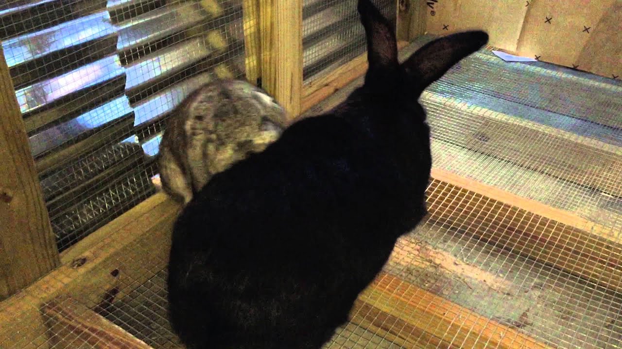 Rabbit mating - video #1 - YouTube
