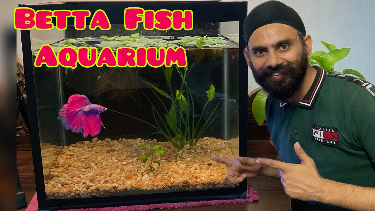 We made BETTA FISH TANK 🐠 || Natural Ecosystem || #vlog #fishaquarium ...