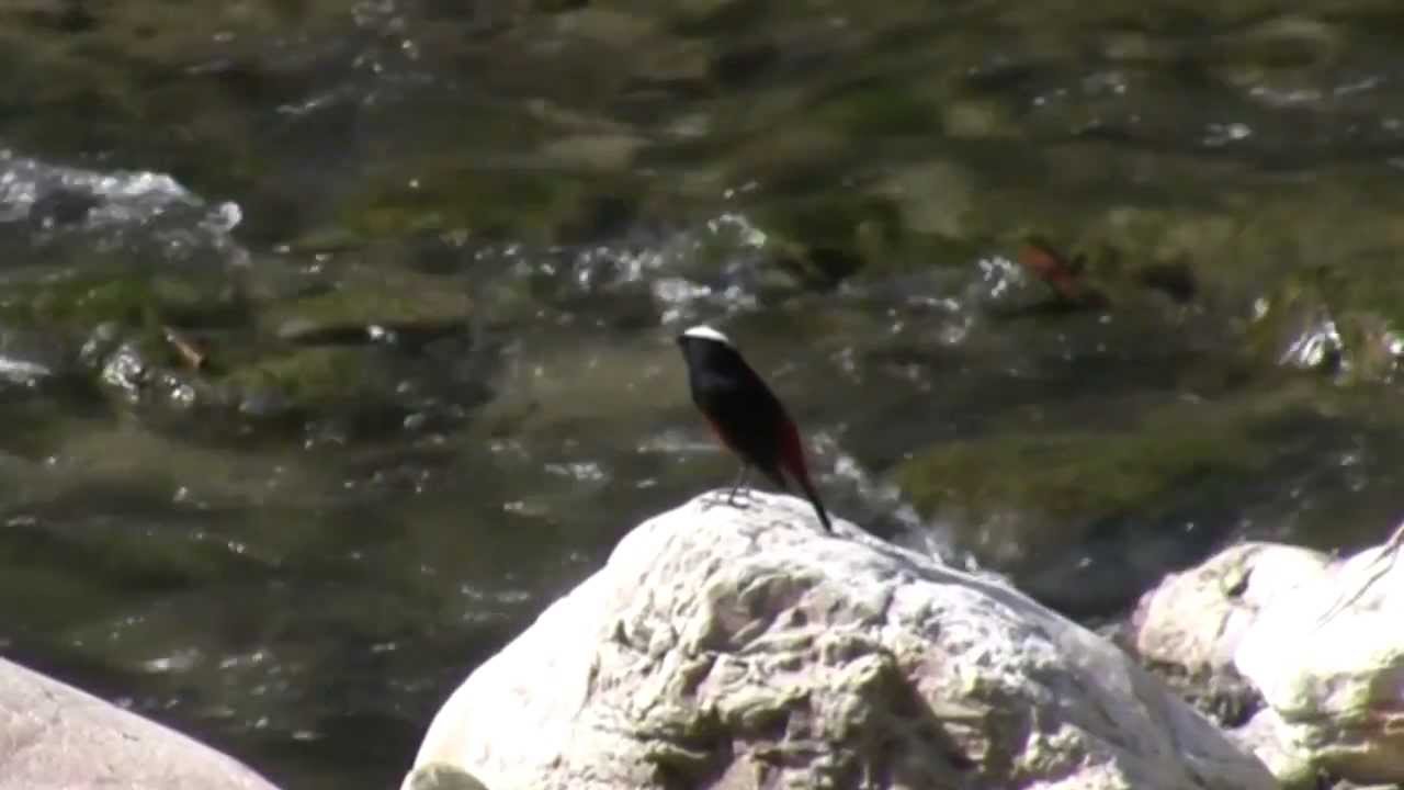 White-capped Water-redstart (Chaimarrornis leucocephalus) - YouTube