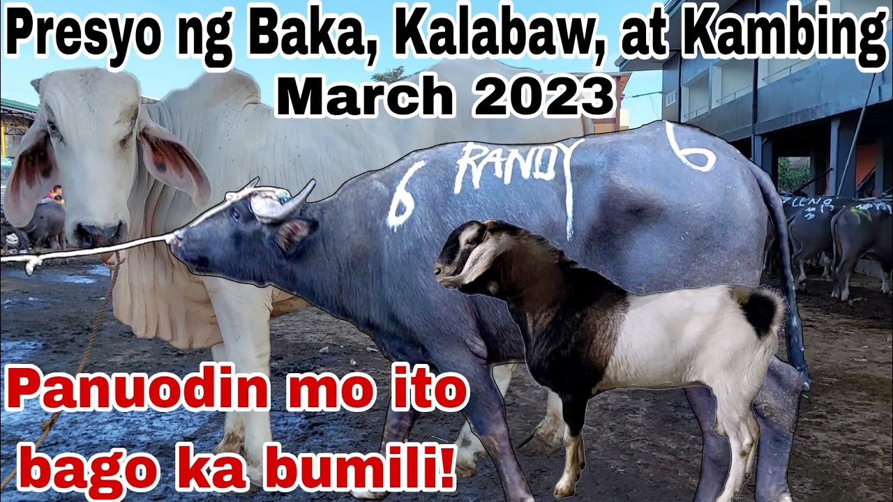 Updated! Presyo ng Baka, Kalabaw, at Kambing March 2023 sa Cattle ...