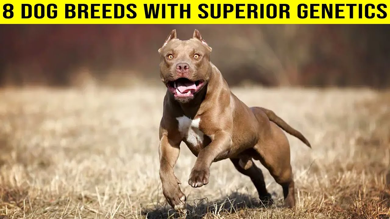 8 Dog Breeds with Superior Genetics - YouTube