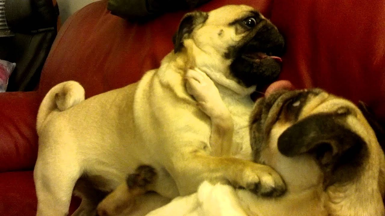 Another pug battle with a dramatic pause - YouTube