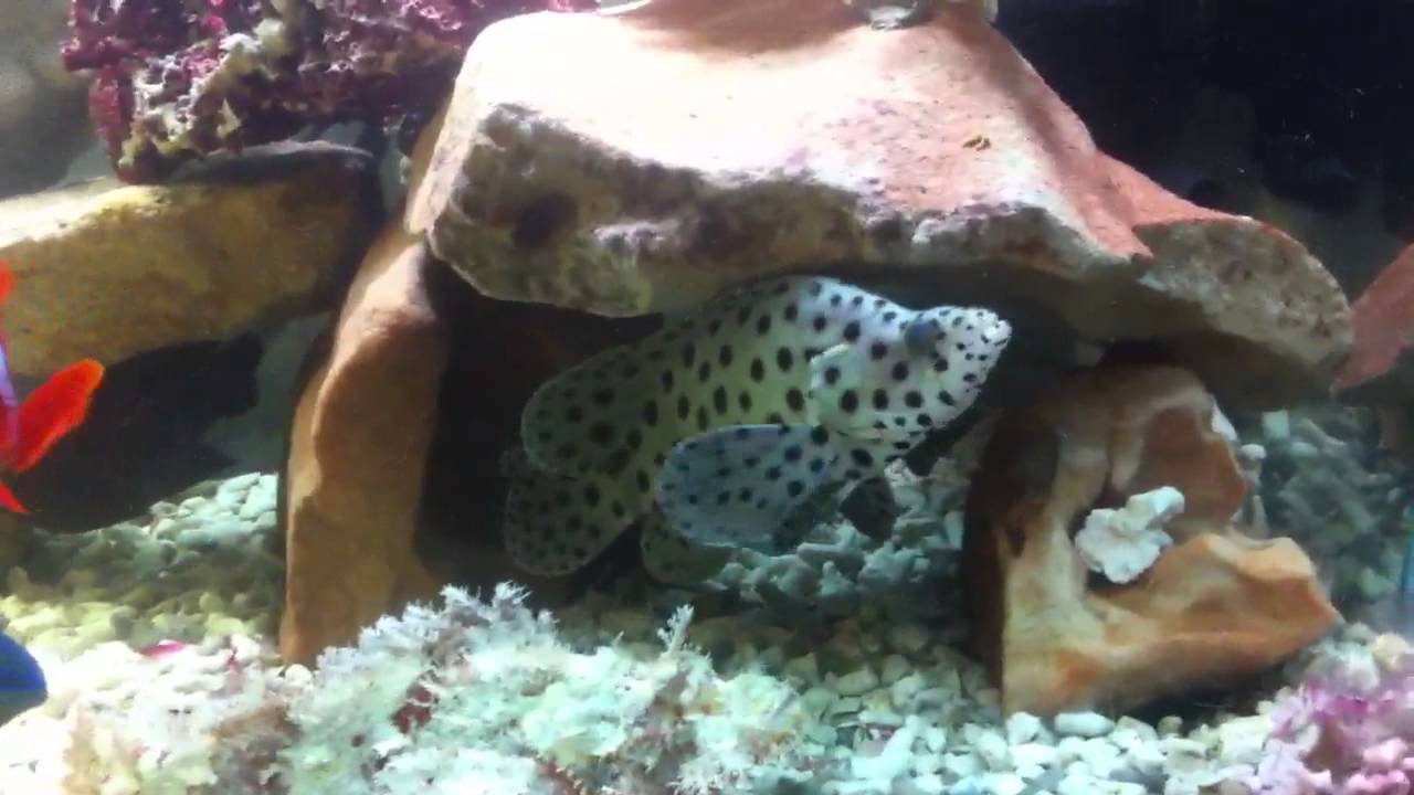 Saltwater Fish Vs Neon Tetras - YouTube