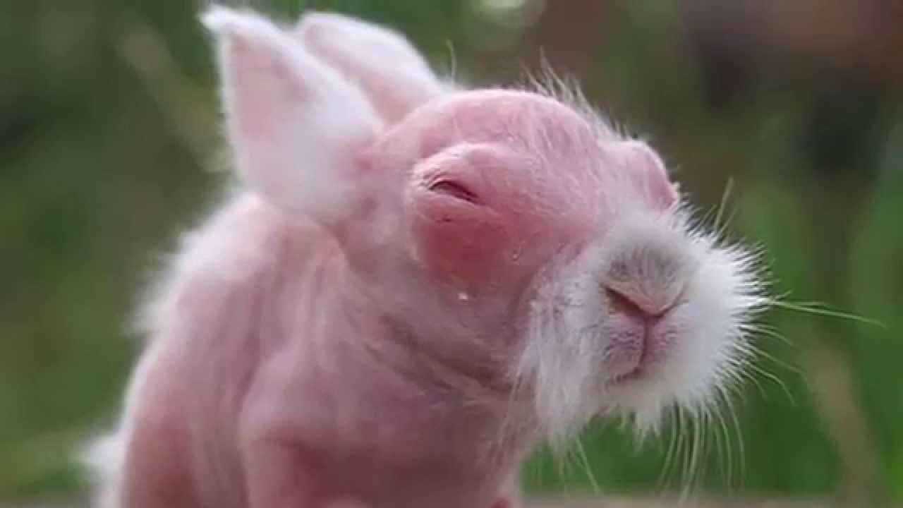 (Fugly) Animals without hair. Guess the animals - YouTube