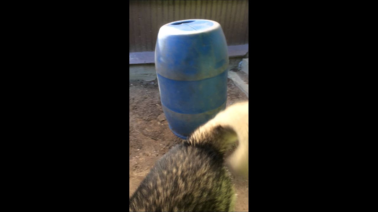 Walking barrel!!!!!! - YouTube