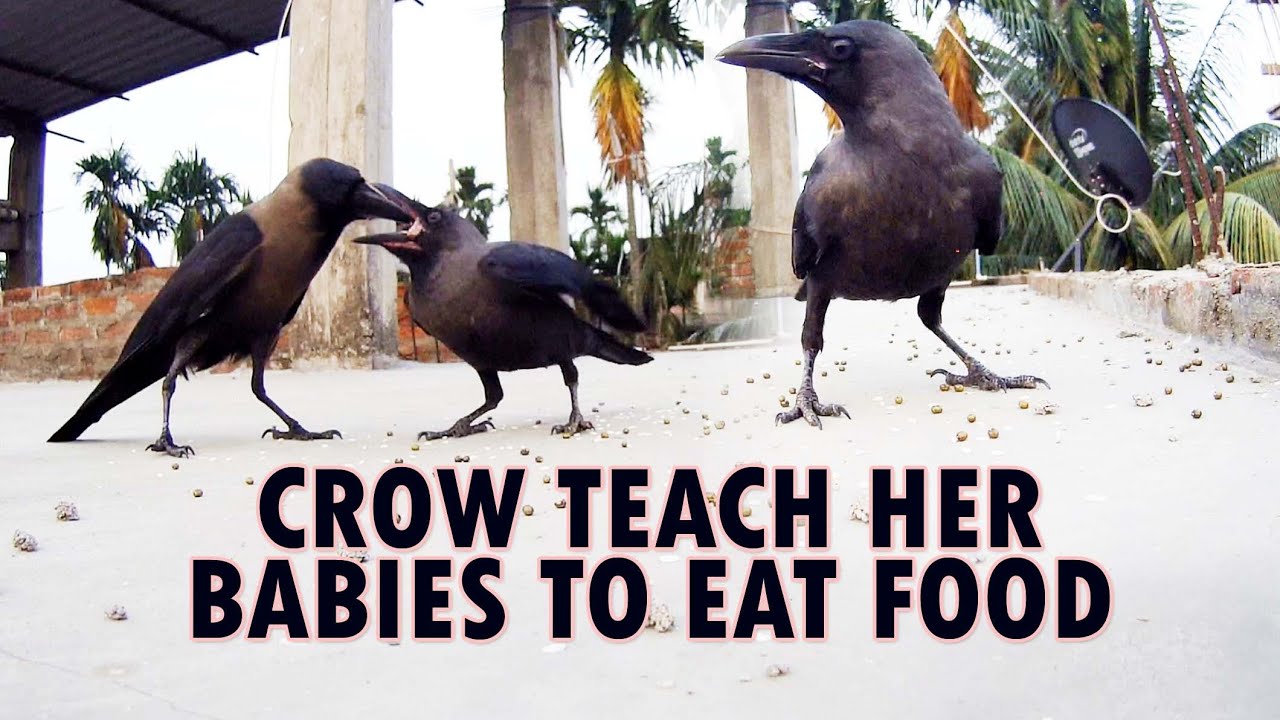 crow teach her babies to eat food. - YouTube