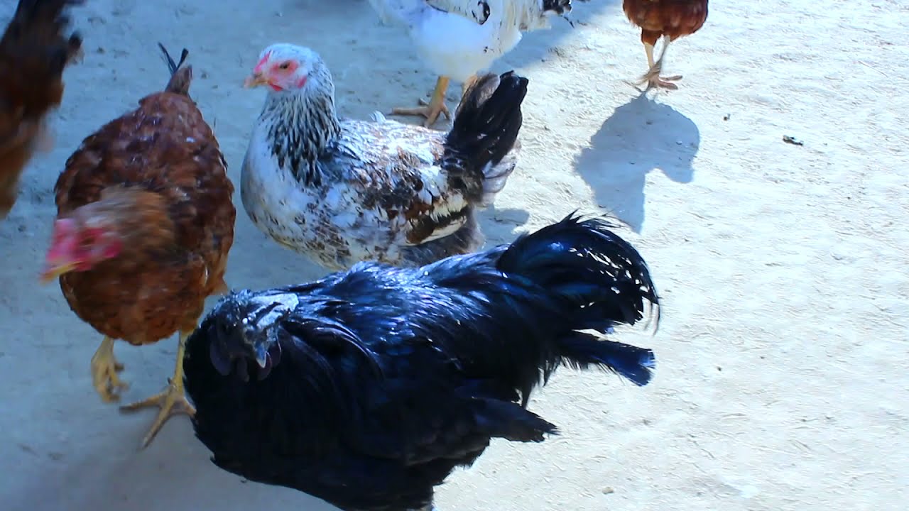 Jangli Murga || My Farm House Part -2 || Day By Day || Krishan Kumar ...