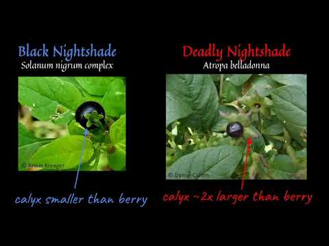 Black Nightshade Plant (Solanum nigrum): Toxicity Guide ...