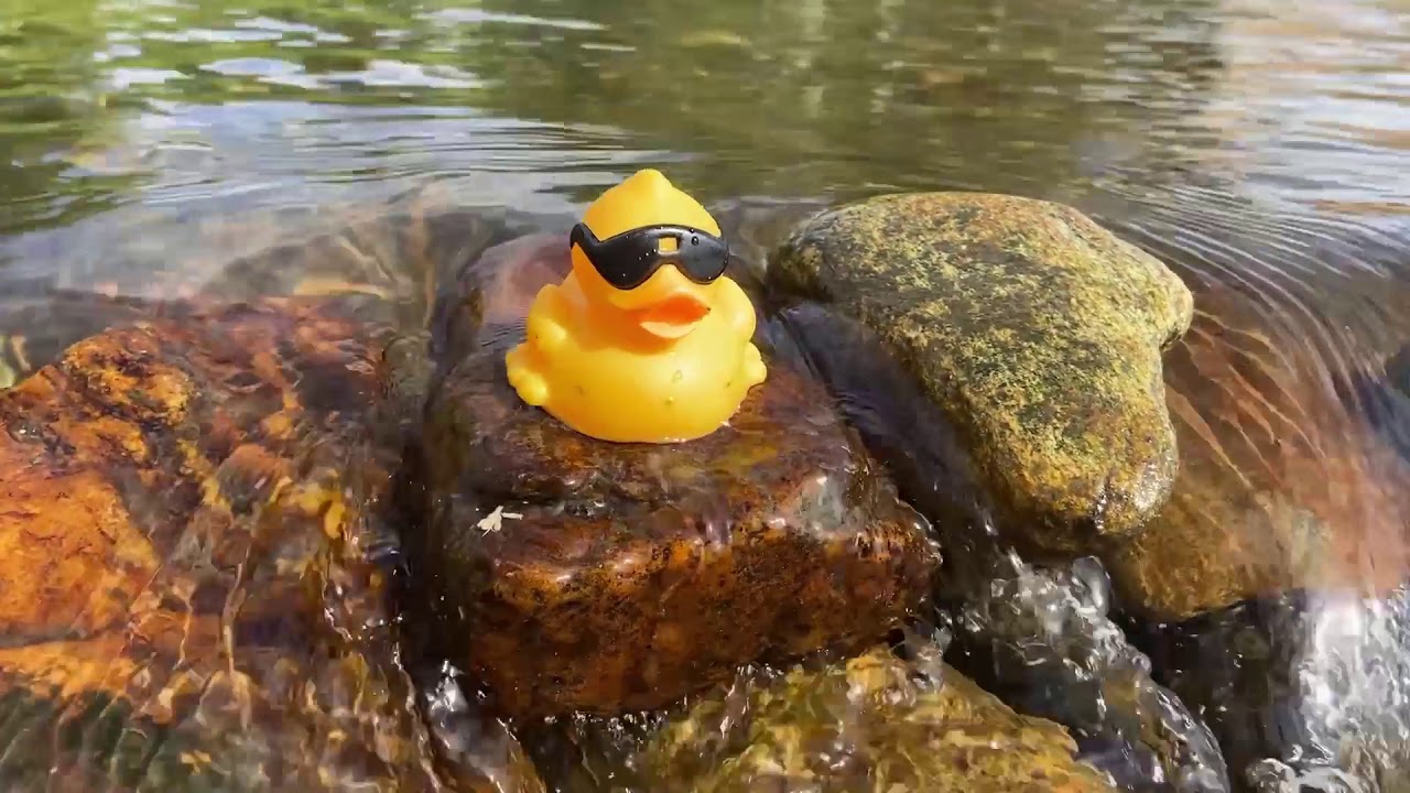 Virtual Duck Race Teaser - YouTube