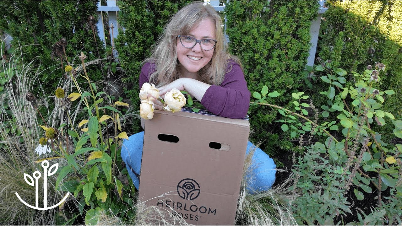 Adding New Roses to the Garden | How to Properly Plant a Container Rose ...