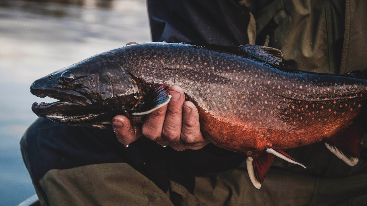 Out Of The Depths - Hungry Hybrids: Splake w/ Nick Roman - YouTube