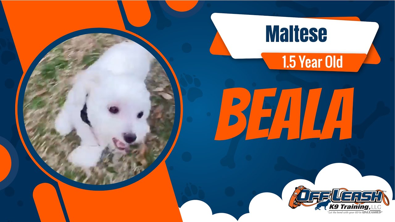 Beala | 1.5 Year Old Maltese | Off Leash Maltese Training, Georgia ...