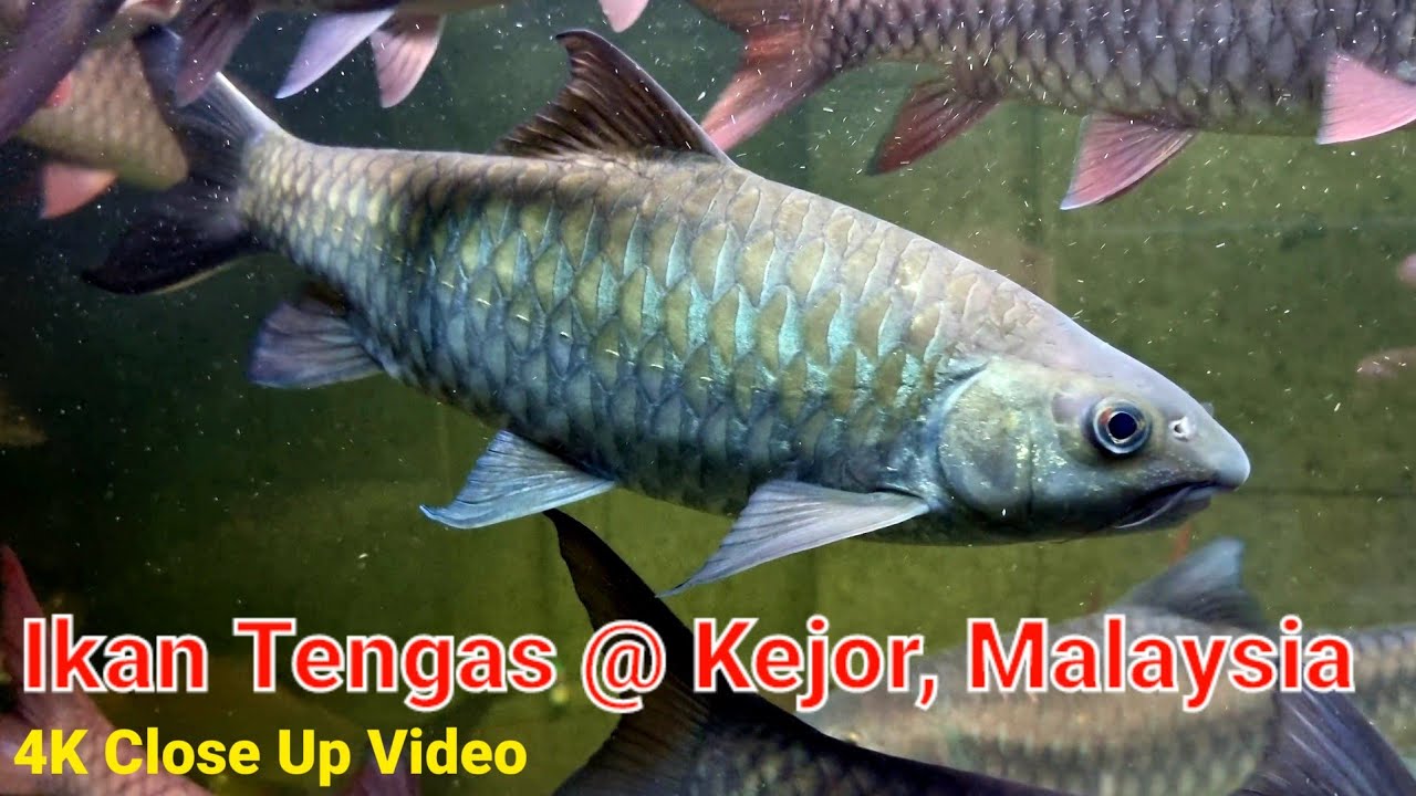 4K Close Up Video Ep. 4 : Ikan Tengas @ kejor, Tasik Kenyir, Malaysia ...