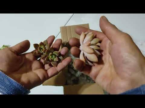 kargo açılımı ✅bu ara çok sukulent aldım ✅hepsi özel tür ✅minik bir paket ✅ hazine 😍😍😍