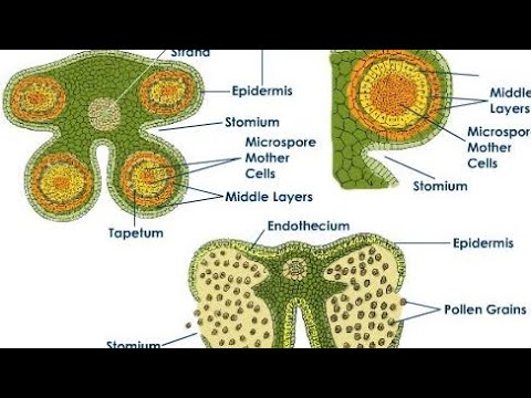 The Internal Structure of Anther:::T.S OF ANTHER:: Sexual Reproduction ...