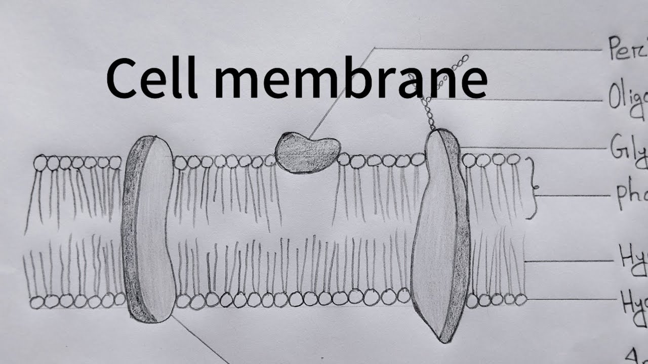 How to draw Cell membrane // Biology drowing //Anatomy drowing. - YouTube