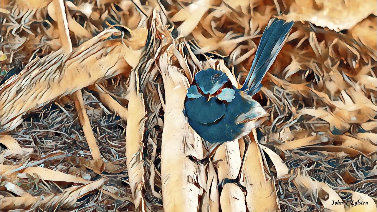 The Splendid Fairy-wren in 4k video: John J Zylstra - YouTube