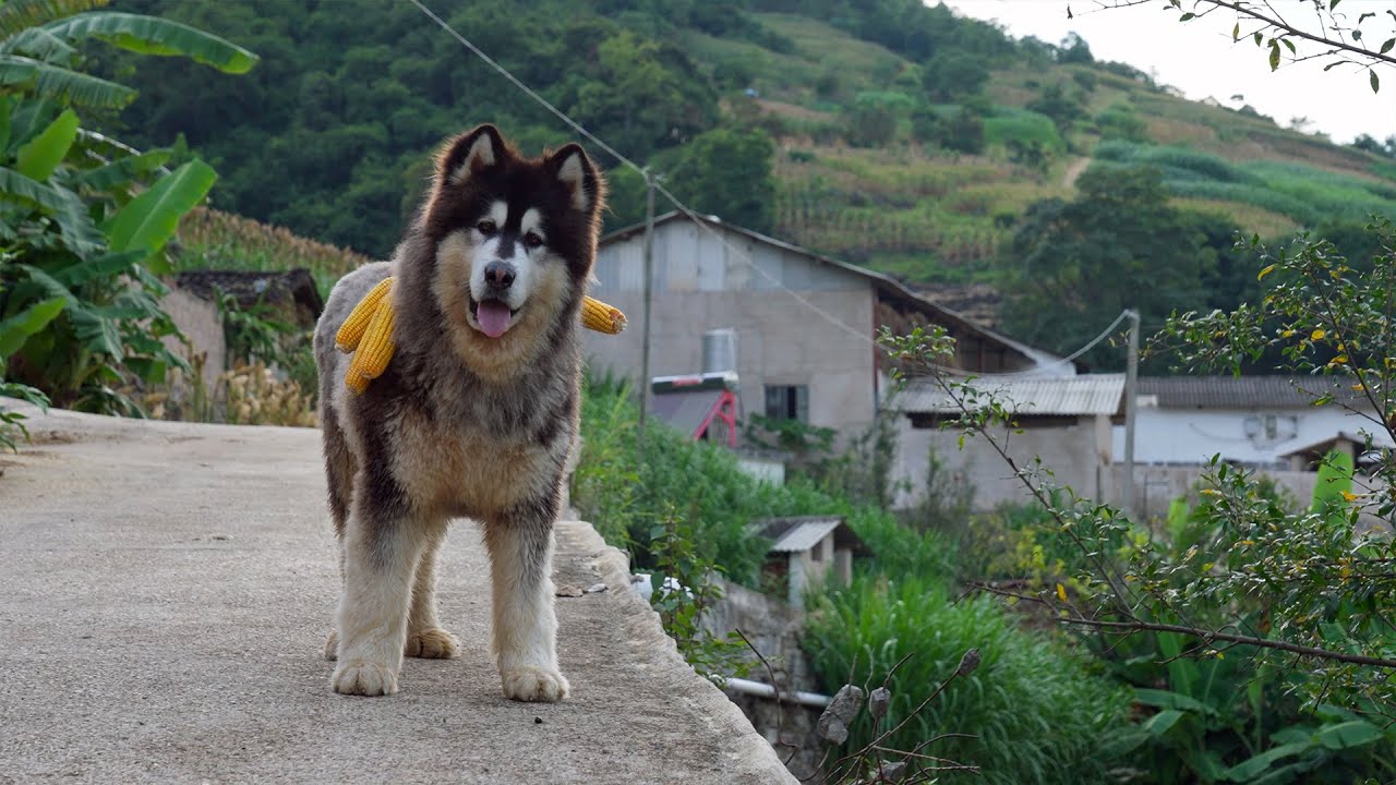 大王和来福陪阿霞出门撇了一车玉米回家当成最爱的玉米床 Axia with Dawang and Laifu pick a carload of ...