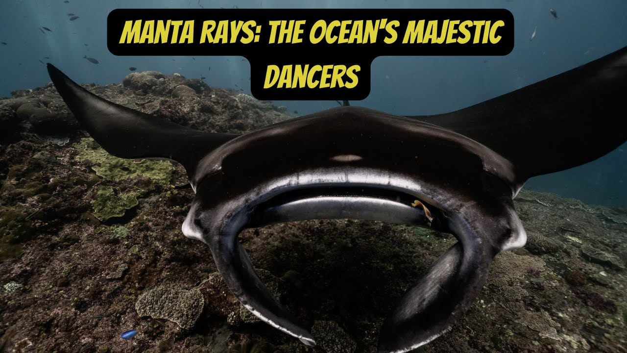 Manta Rays: The Graceful Giants of the Ocean #animals #mantarays # ...