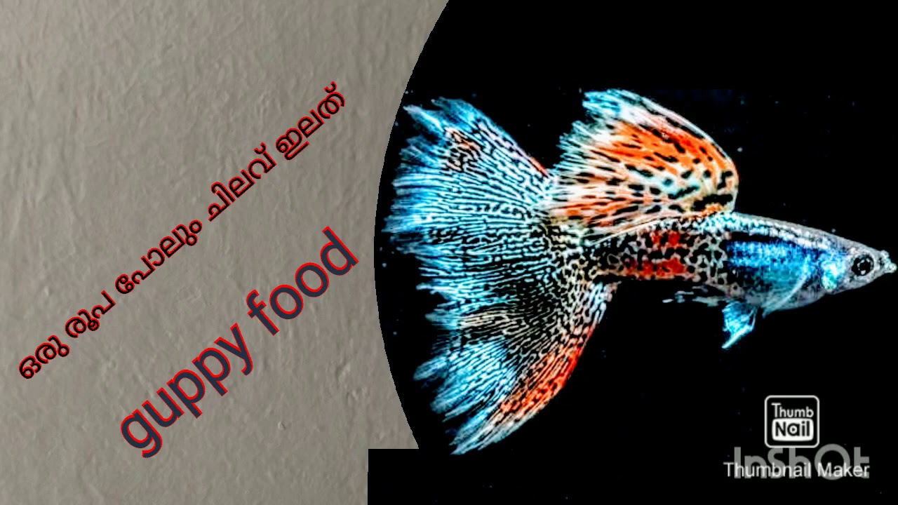 How to make homemade guppy food - YouTube