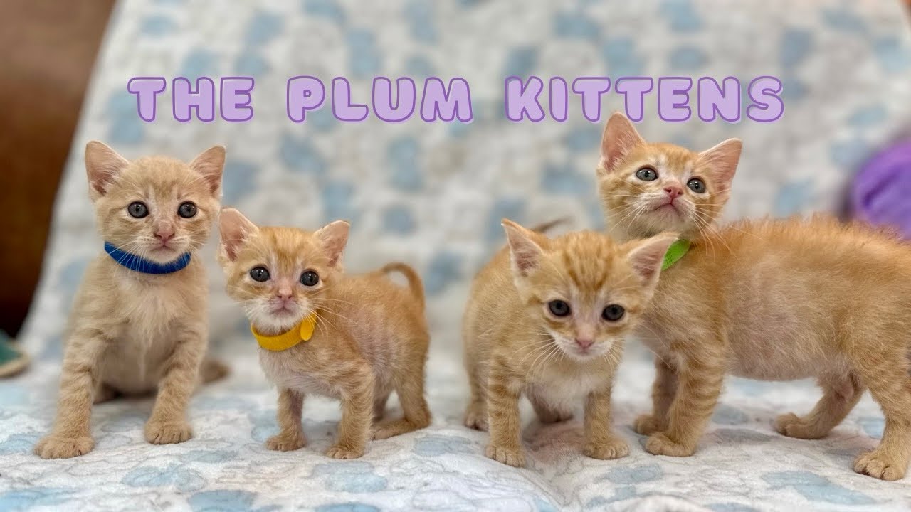 Meet the Cute Plum Kittens! - YouTube