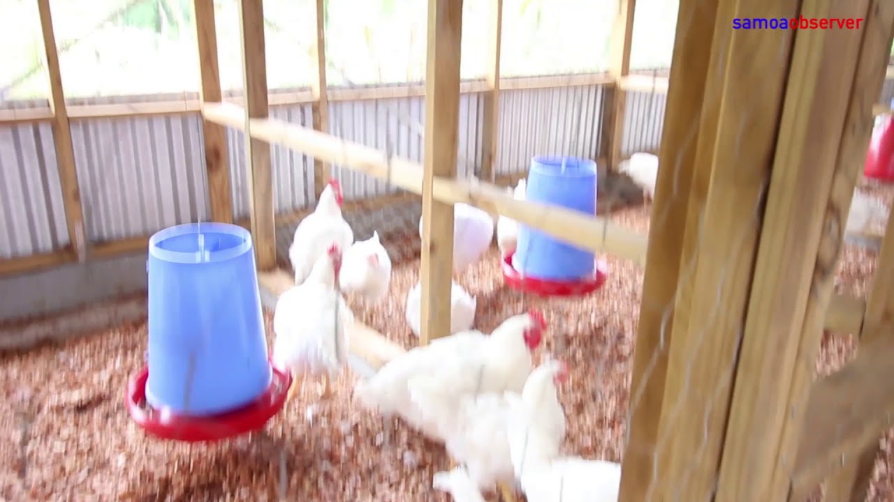 Poultry Unit launched - YouTube