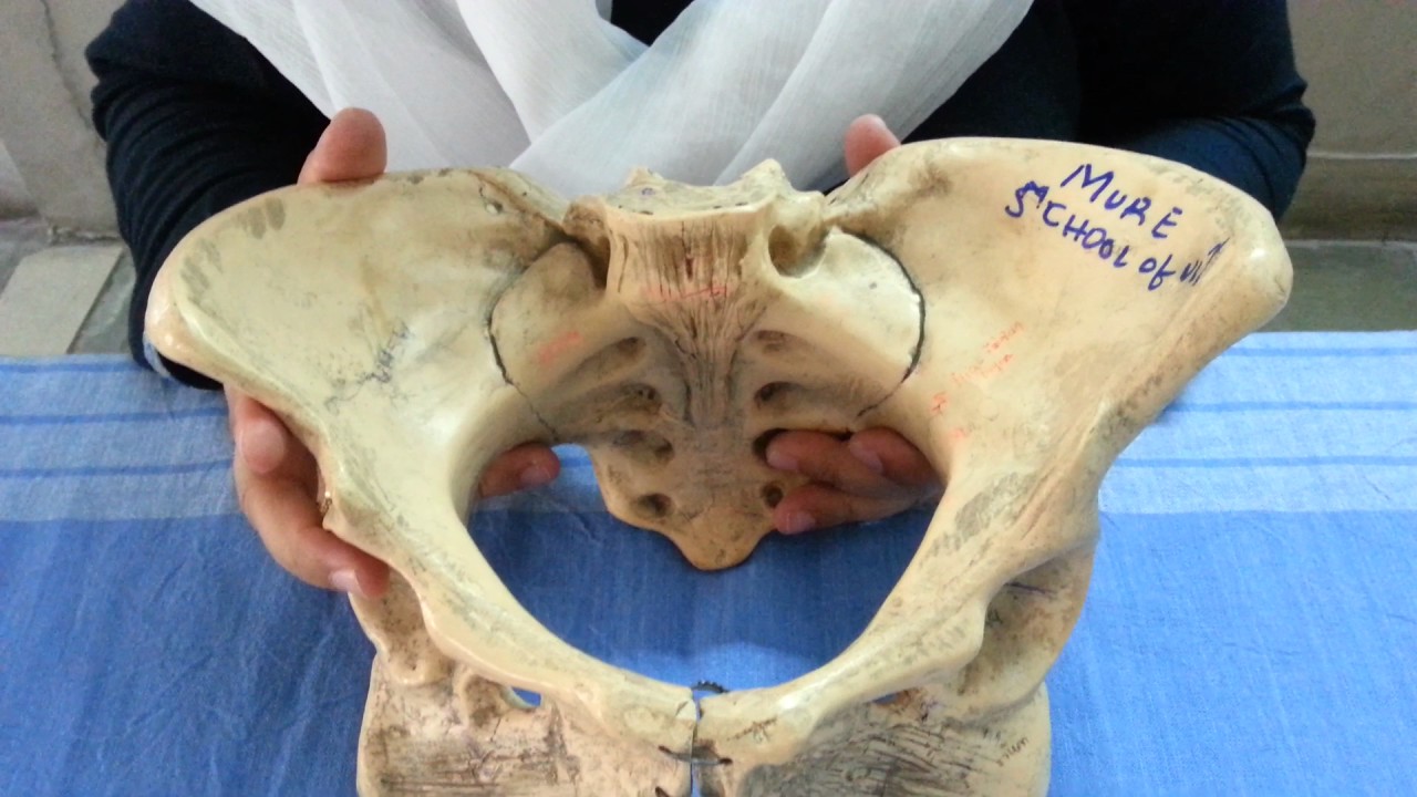 Gynaecoid Pelvis Full Explanation For Practical Exams in Hindi YouTube