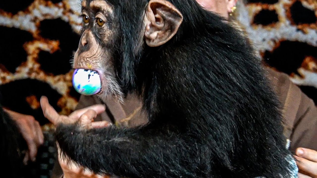 CHIMP DINNER LIVE EASTER EPISODE| Myrtle Beach Safari - YouTube