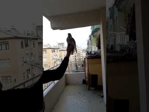 Azgin Guvercin ciftlesmesi