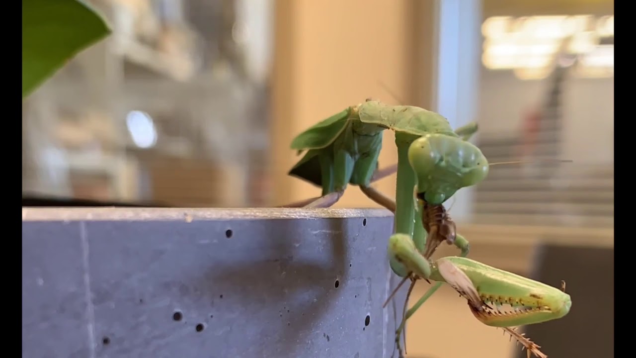 Time-lapse of praying mantis feeding - YouTube