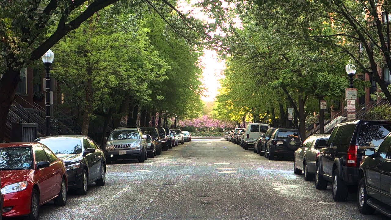 Flowers falling slowly from trees on a Boston street - YouTube