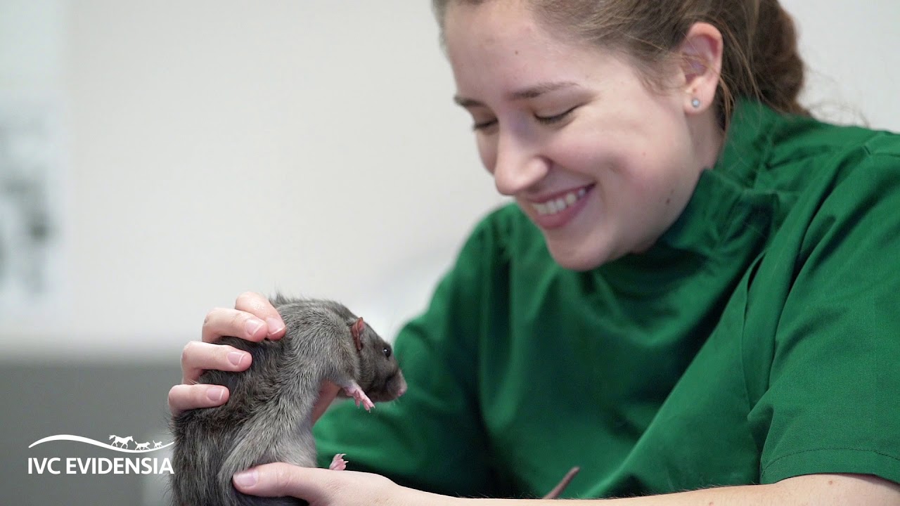 IVC Evidensia UK & IE Graduate Academy- Our Vets - YouTube