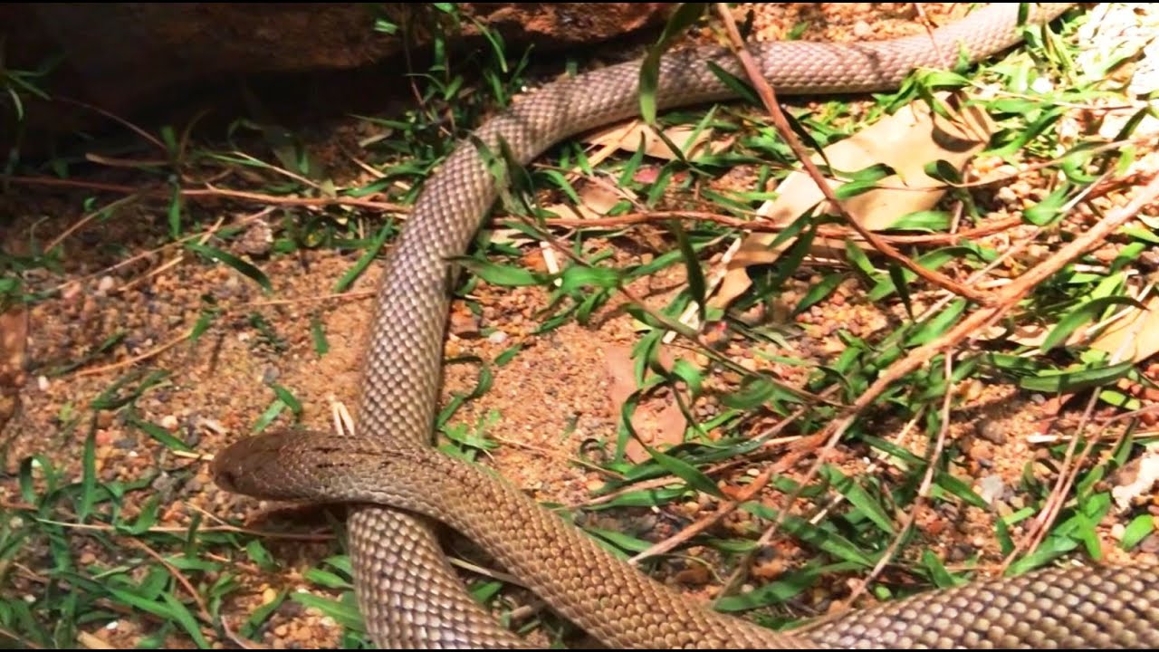 King Brown Snake - YouTube