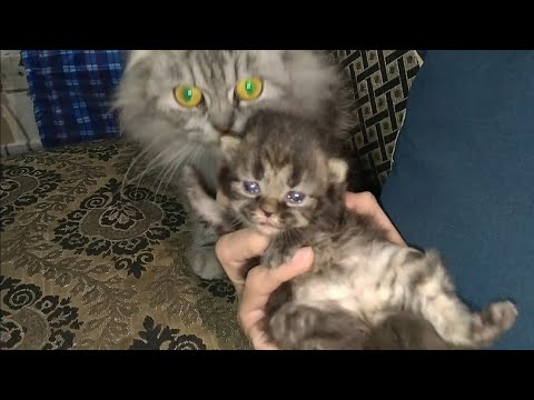 Protective Mother Cat Rushes to Hide Her Kittens the Moment They Call ...