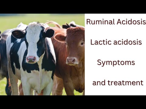 Ruminal Acidosis| Lactic acidosis| Symptoms| Causes and treatment - YouTube