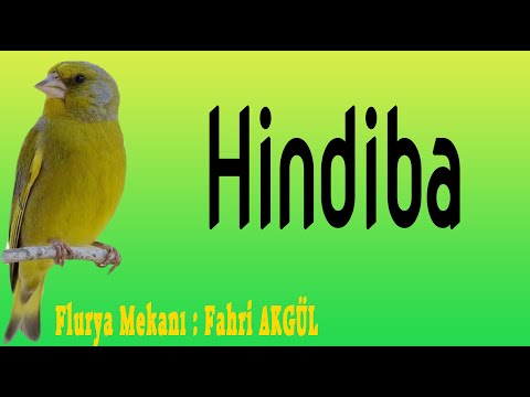 Flurya Mekanı - Hindiba