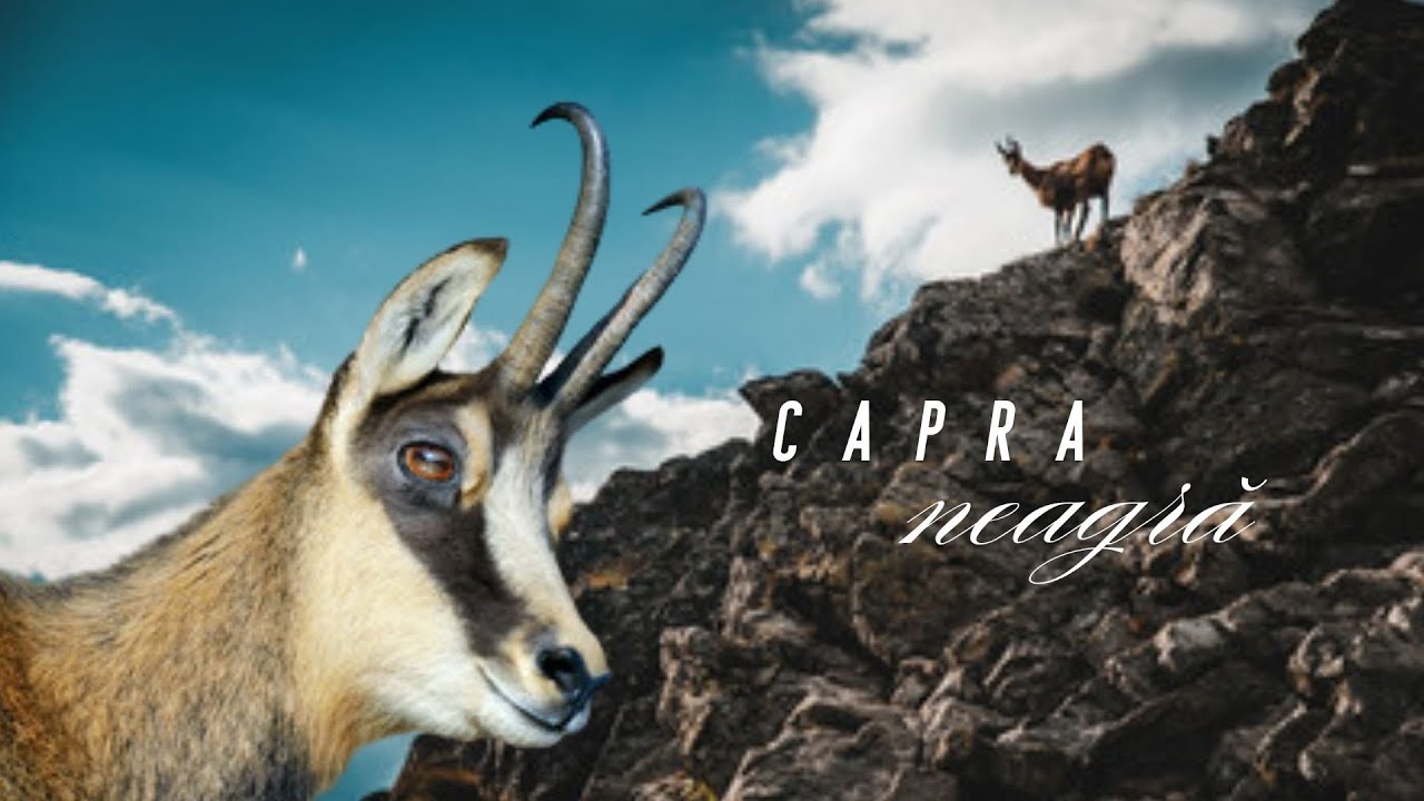 #Capra neagră - #FAUNA ROMANIEI Ep 24 #Mamifere – #Copitate - #Animale ...
