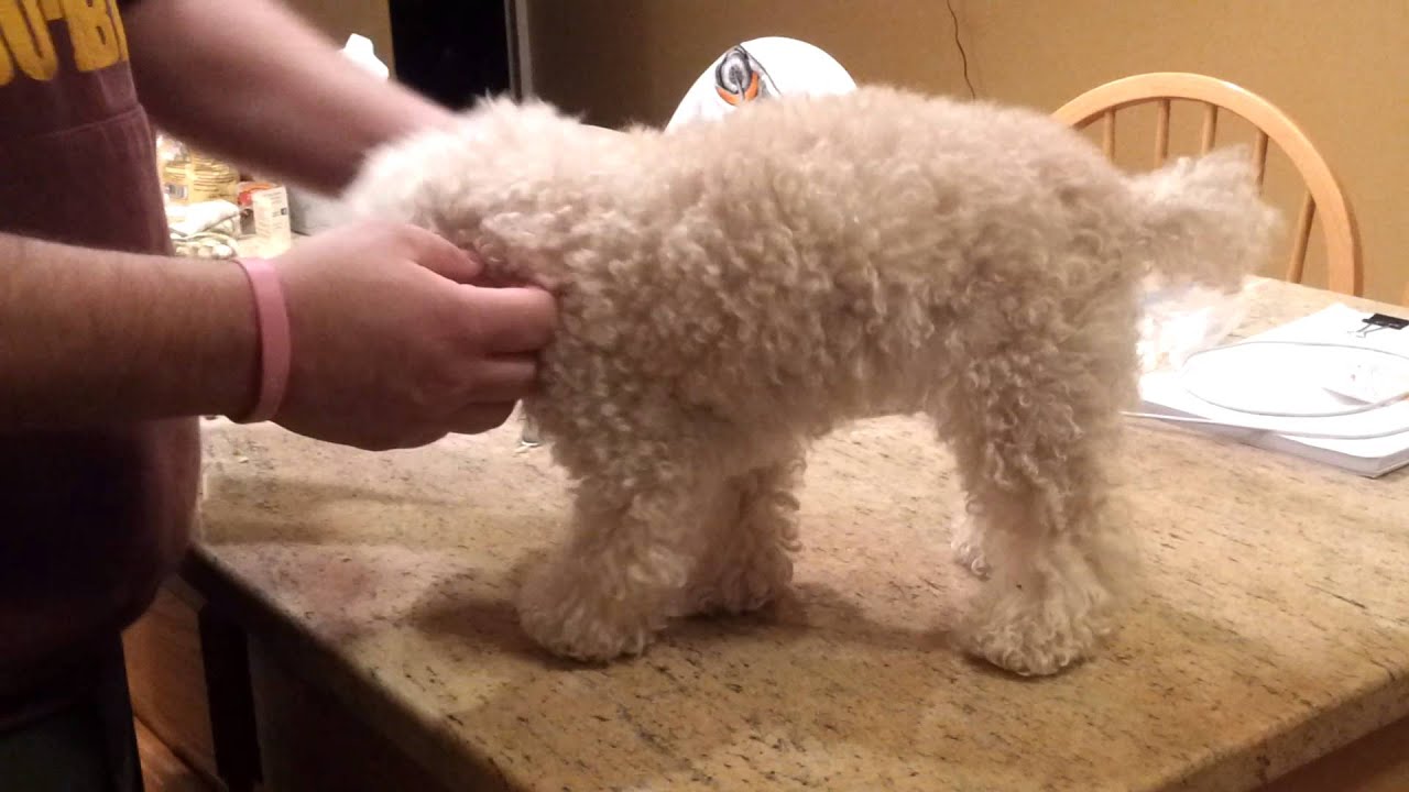 Dog Tipping - YouTube