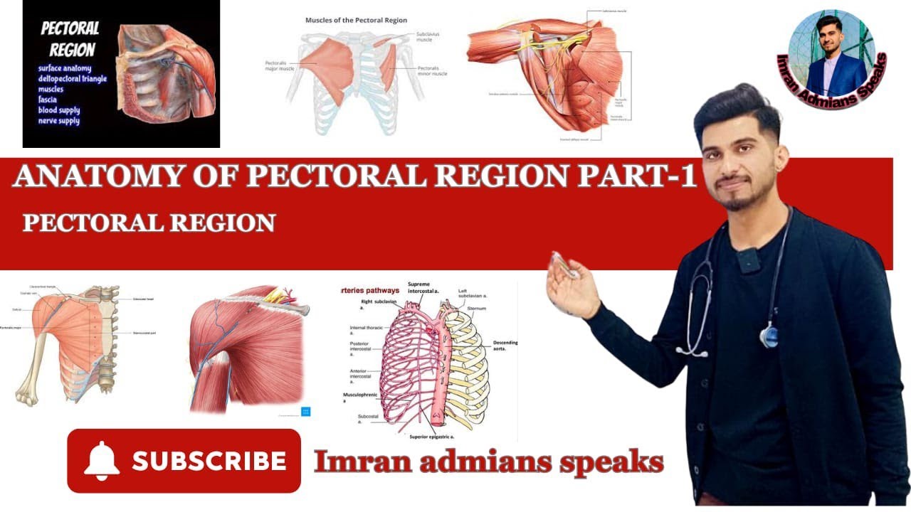 Pectoral Region // Anatomy of pectoral region part-1 - YouTube