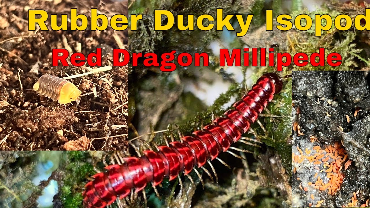 Epic Arboreal Millipede Build | Isopods | Springtails | Rare Red Dragon Millipede Species - YouTube