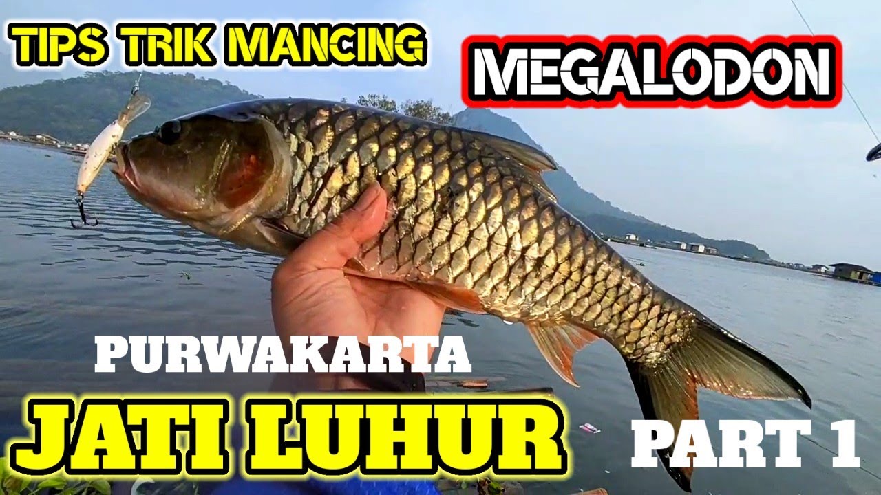 Tips Trik CASTING HAMPALA WADUK JATILUHUR UBRUG DERMAGA USMAN ...