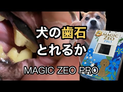 犬の歯石とれるか magic zeo pro #柴犬 #dog #犬の歯磨き #歯石取り #magiczeopro #ちきんリサーチ ...